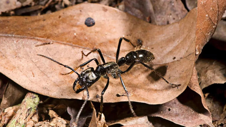 Meet the largest ant in the world: The giant Dinoponera, a powerful ...