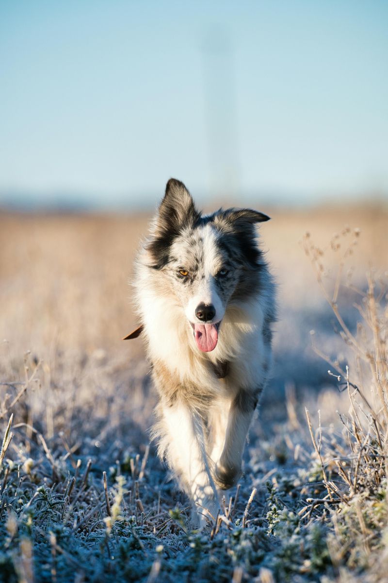 14 Dog Breeds That Need More Mental Stimulation Than People Expect