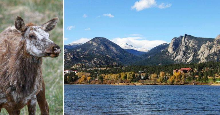 Rare Female Piebald Elk Fascinates in Colorado