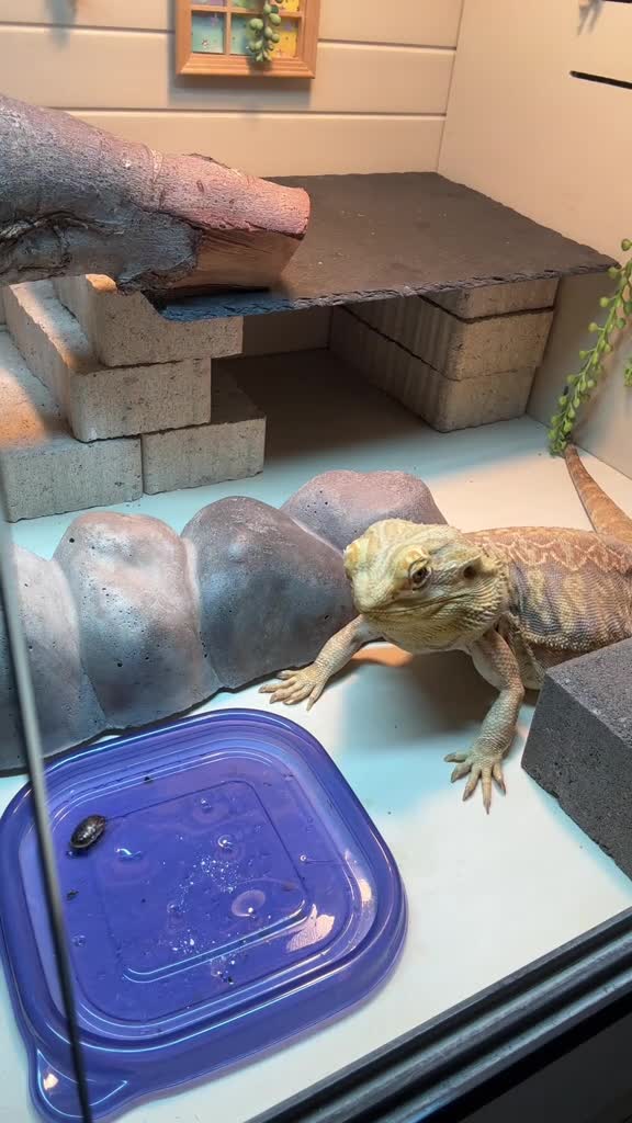 My Bearded Dragon Tries Dubia Roaches for the First Time