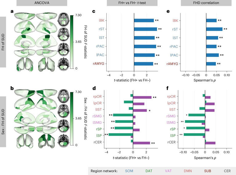Early brain differences may explain sex-specific risks for addiction