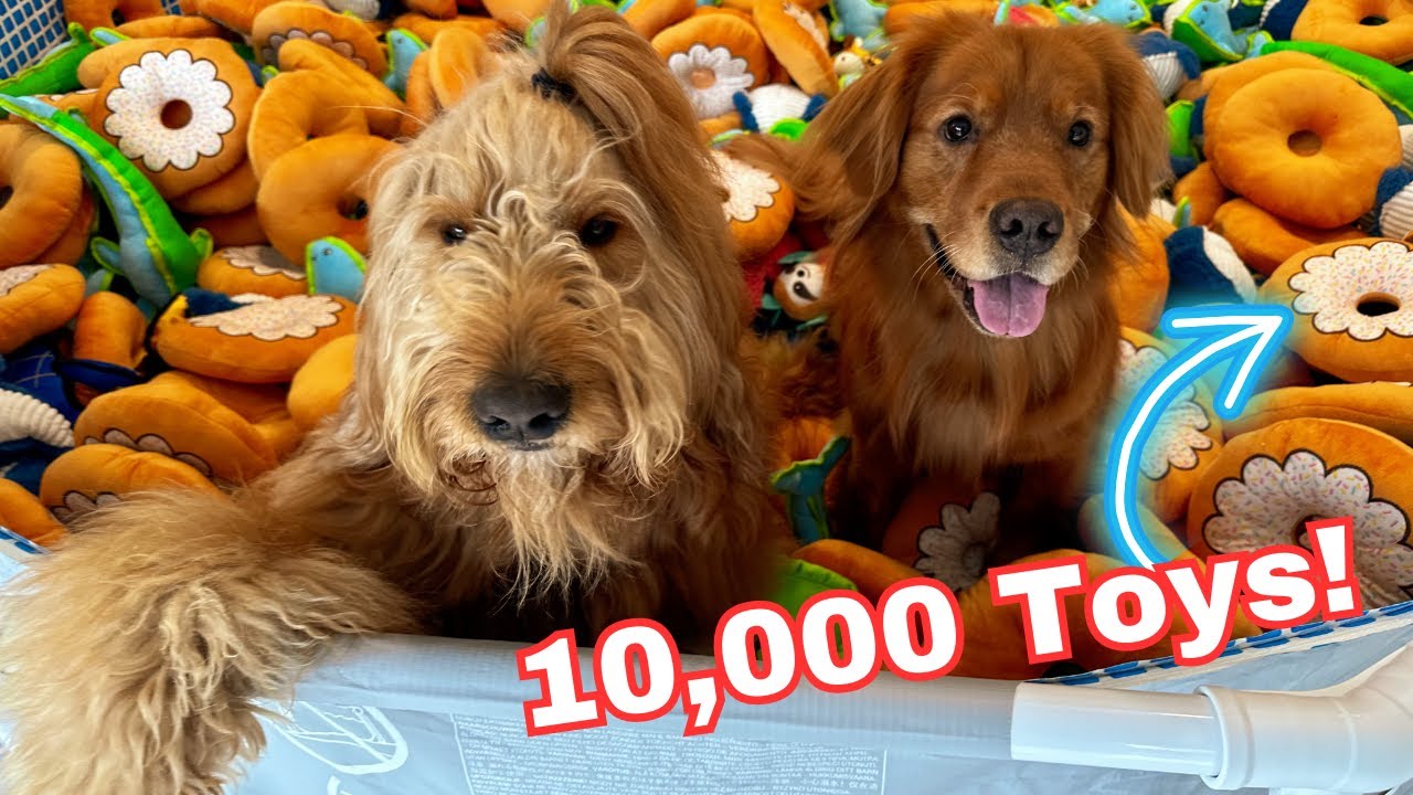 We built the world’s biggest dog toy pit for our golden retrievers!