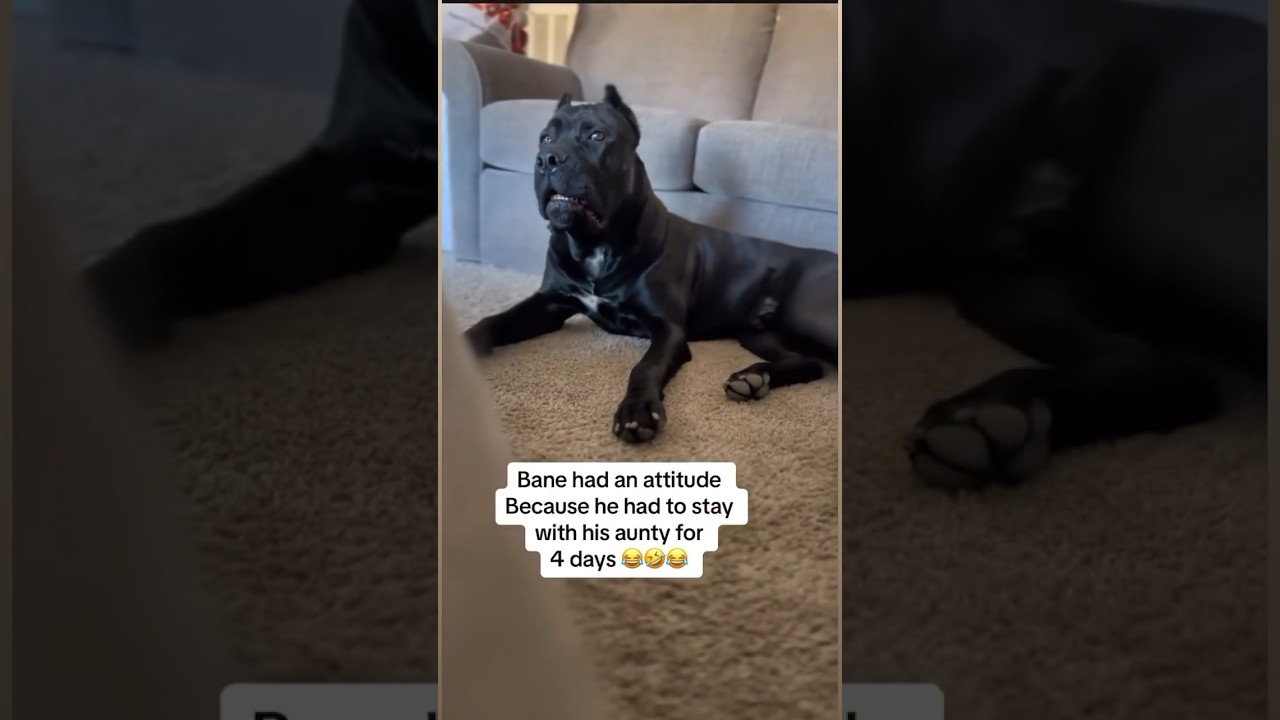 Dog’s extra behavior keeps mom laughing all day