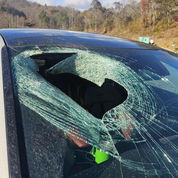 Driver says eagle dropped cat through car's windshield on highway