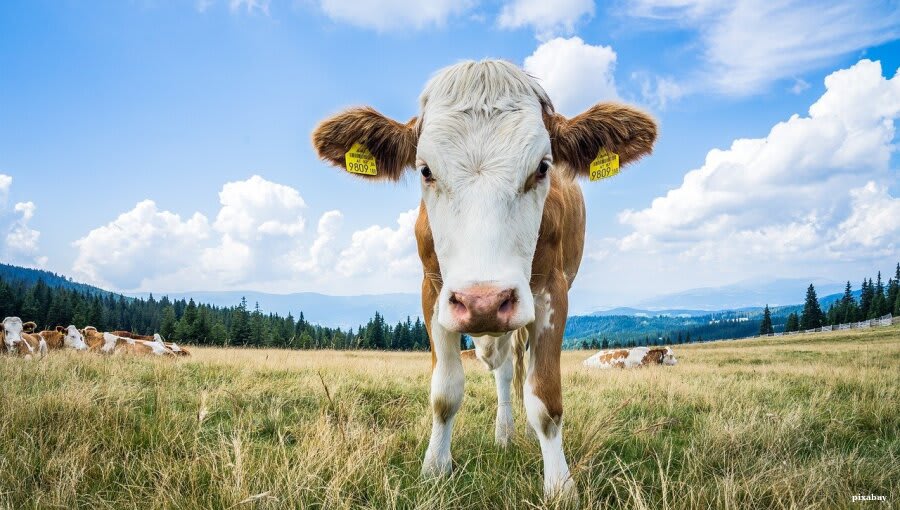 EU-Mercosur trade pact faces dual threat from Paris and internal rifts