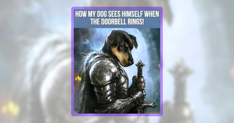 Woofing Wholesome Pack of 28 Precious Pupper Memes for Dog People