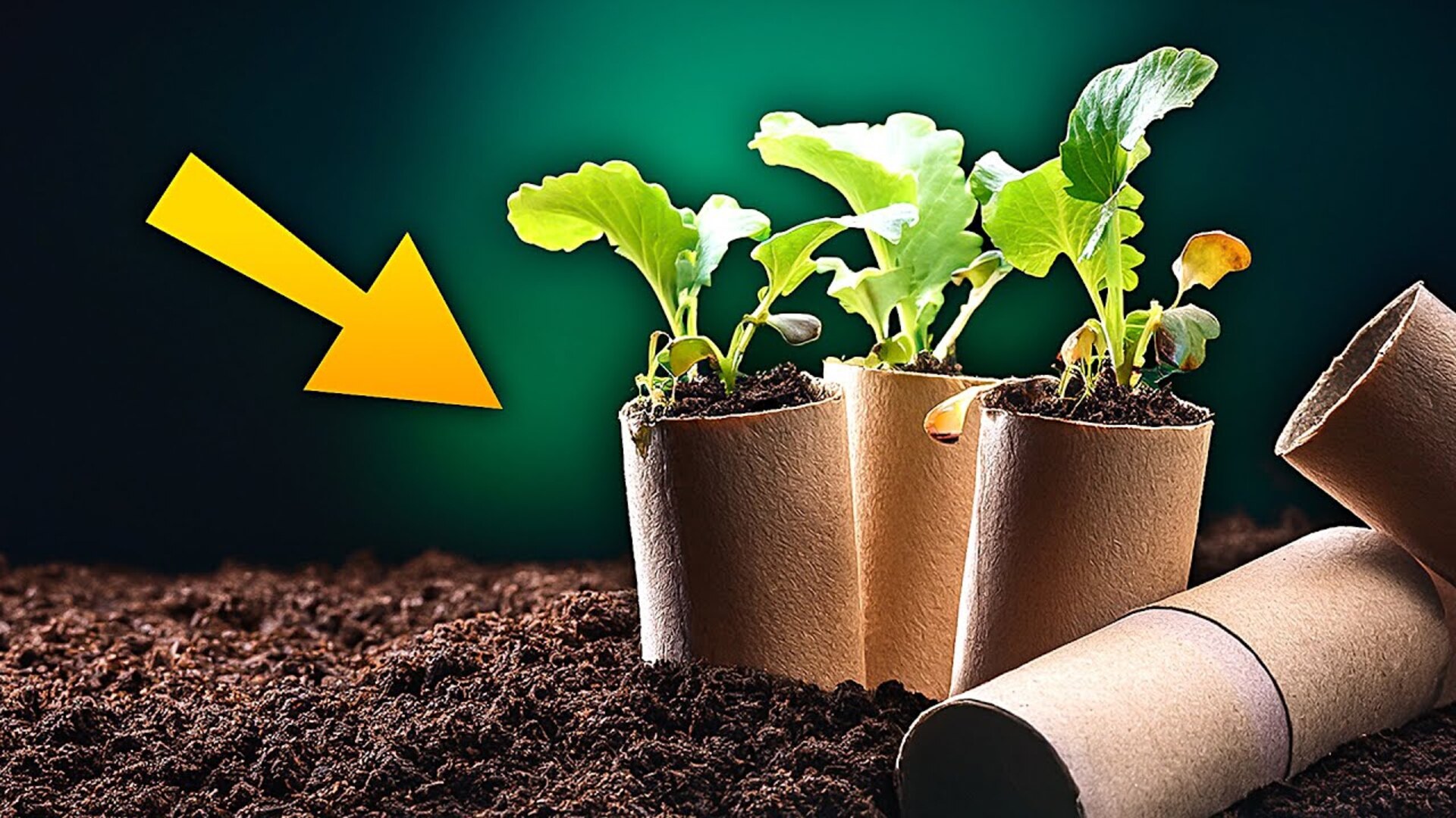 Don't Throw Out Toilet Paper Tubes: Reuse Them In Your Garden