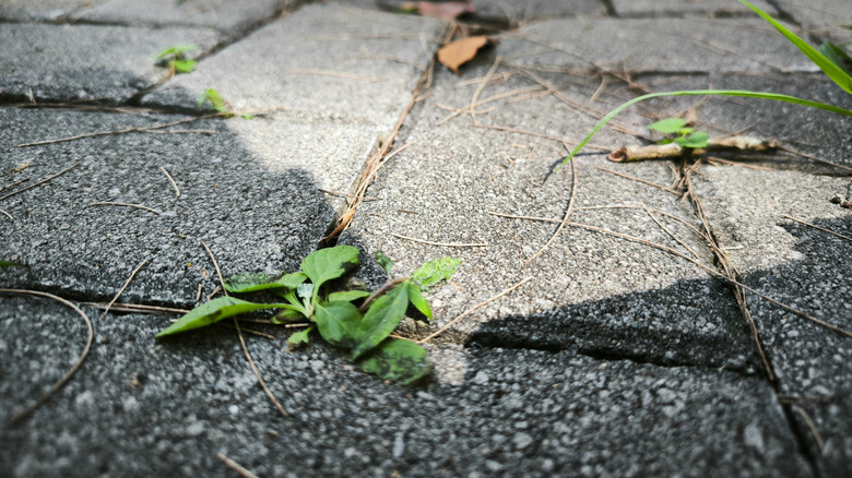 The Simple Hack To Remove Weeds Growing In Cracks And Pavers In A Pinch