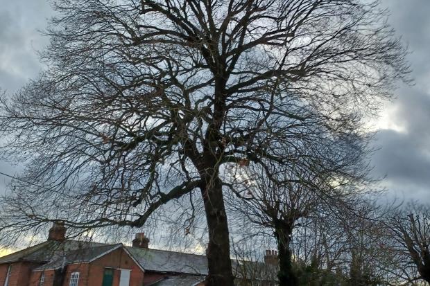 Disappointment as trees set to be axed in Wivenhoe town centre car park