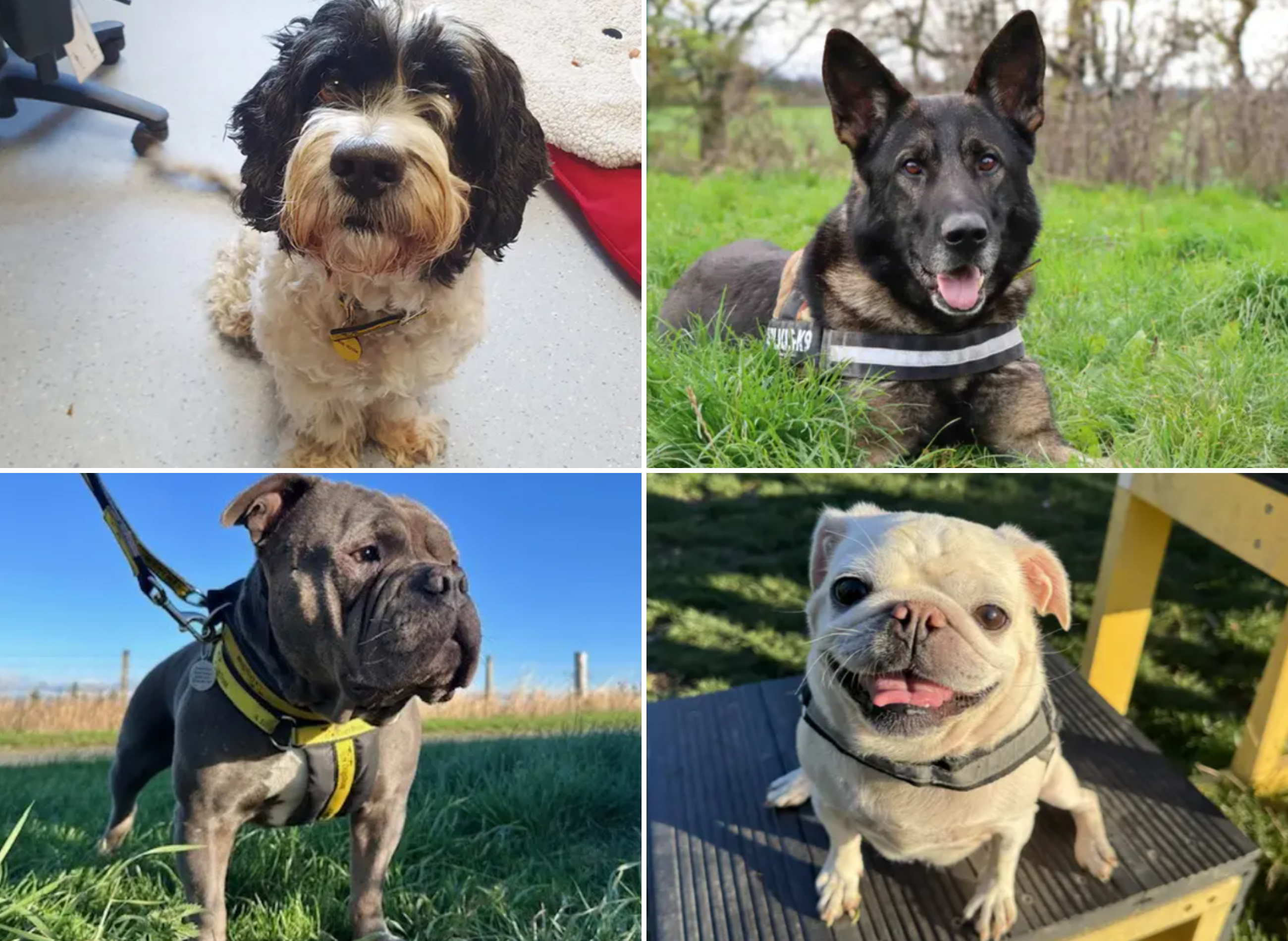 19 beautiful dogs and puppies at the Dogs Trust looking for homes in ...