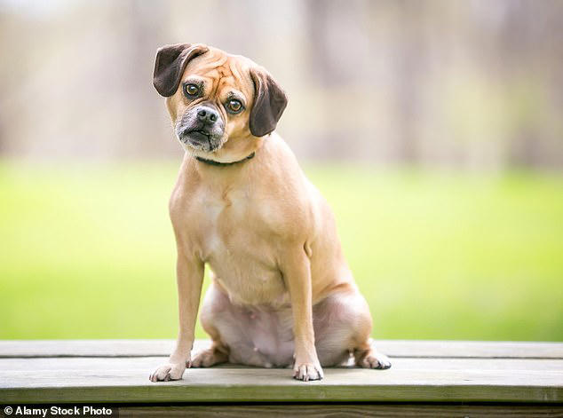 Scientists now say dogs can be autistic like humans: Here are the signs ...