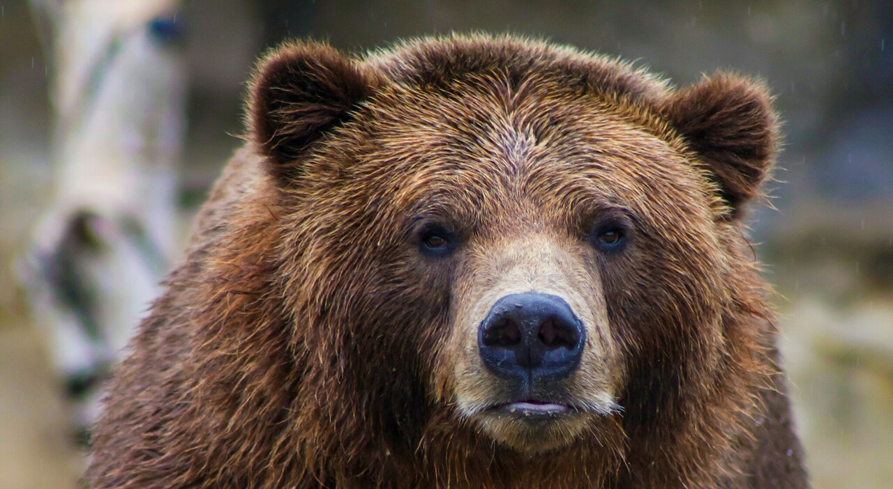Orso grizzly attacca gli studenti durante una gita: 11 feriti, di cui ...