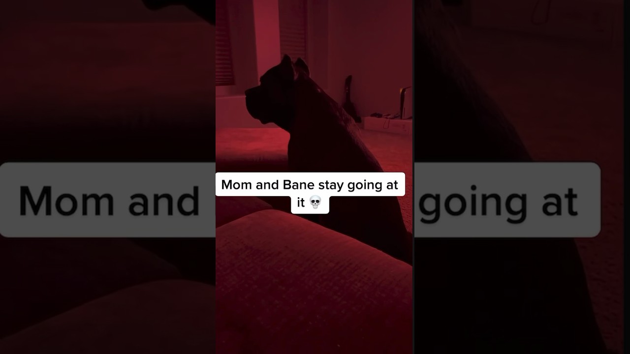 Mom finally steps up to show big dog who’s in charge