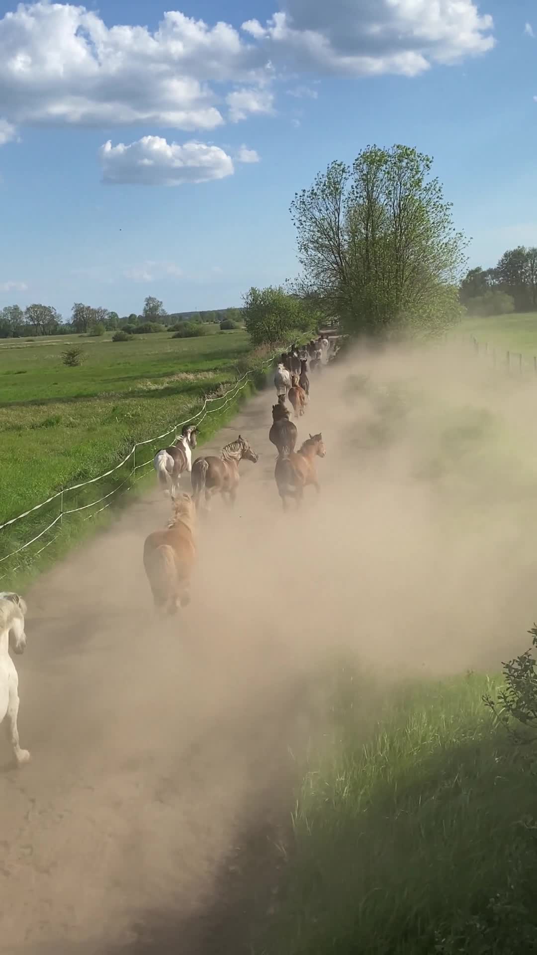 Nearly 1 500 rescued horses ponies and donkeys burst onto 1 000 acres ...