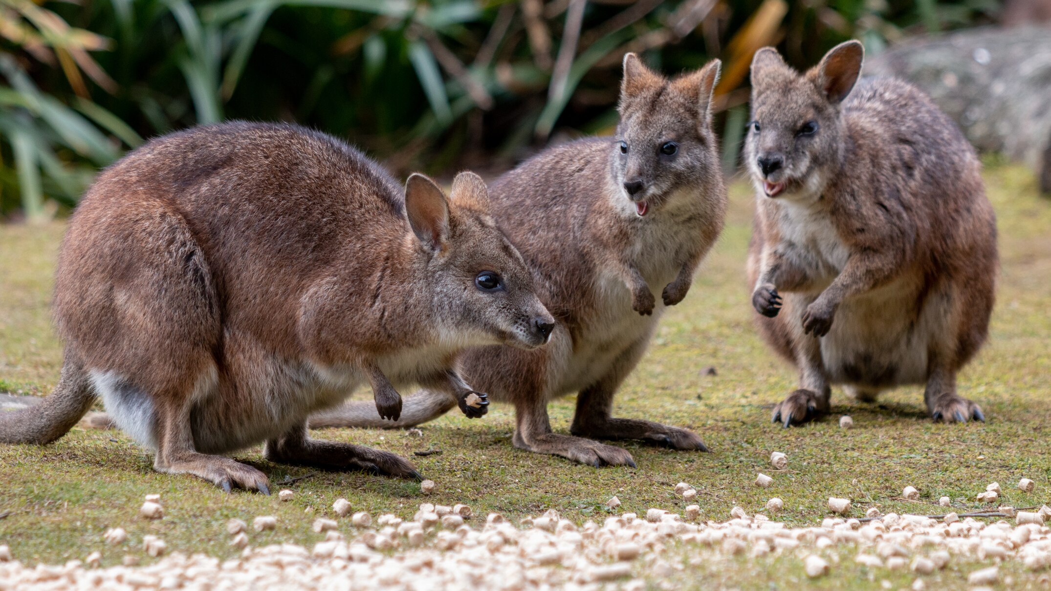 Rare parma wallabies moved to predator-free zones after 50 years in ...
