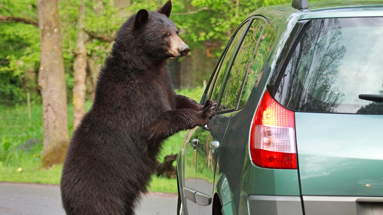 It Looks Like Even Your Car Isn't Safe From Bears - 'Bear Ripped Off ...