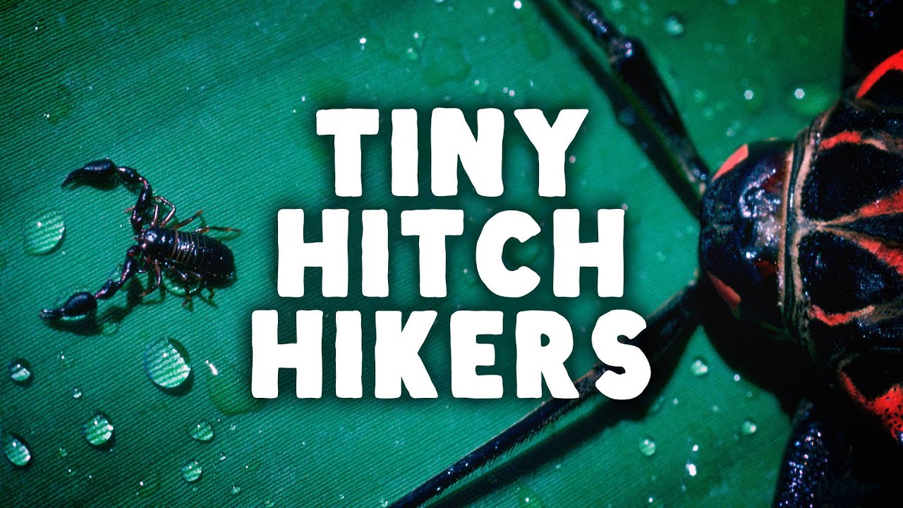 The tiny scorpions in your house