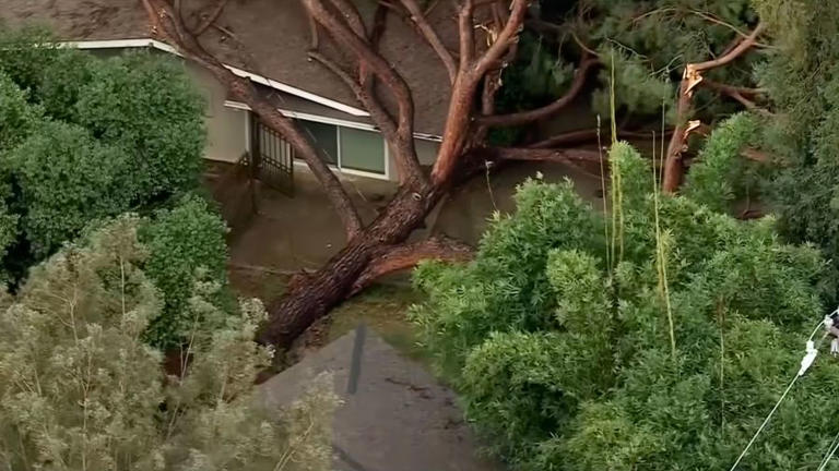 60-foot pine tree collapses onto home in La Habra Heights