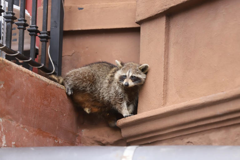 Raccoons are evolving to be as cute and cuddly as pets — and they want ...