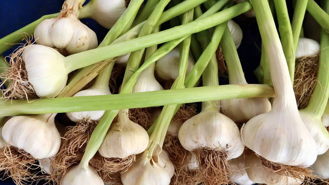 How to grow garlic indoors successfully for flavourful, nutritious ...