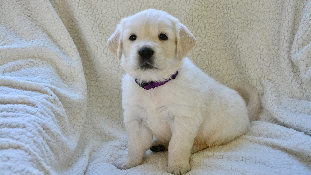 Experts reveal the 15 best-behaved dog breeds