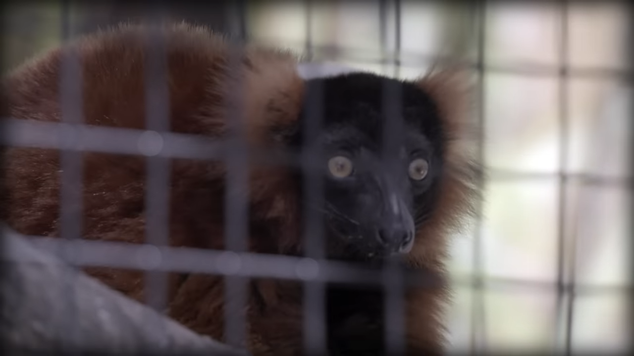 Inside the Life of Madagascar’s Most Powerful Predator