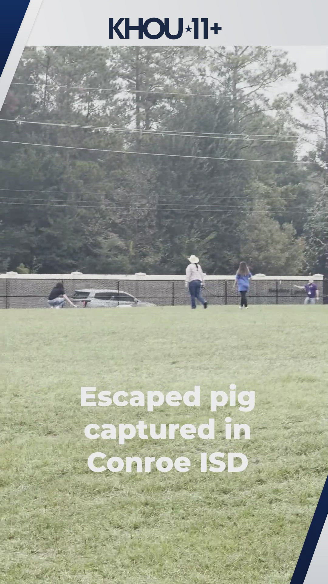 Escaped pig captured!