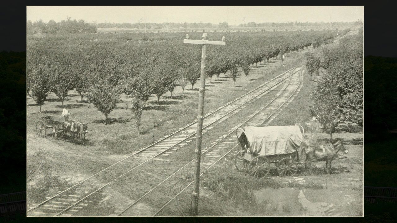How one man’s backyard peach made Georgia famous