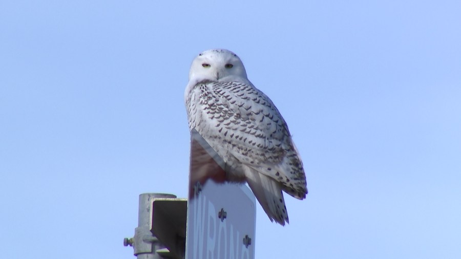 Rare Snowy Owl spotted near Sioux Falls