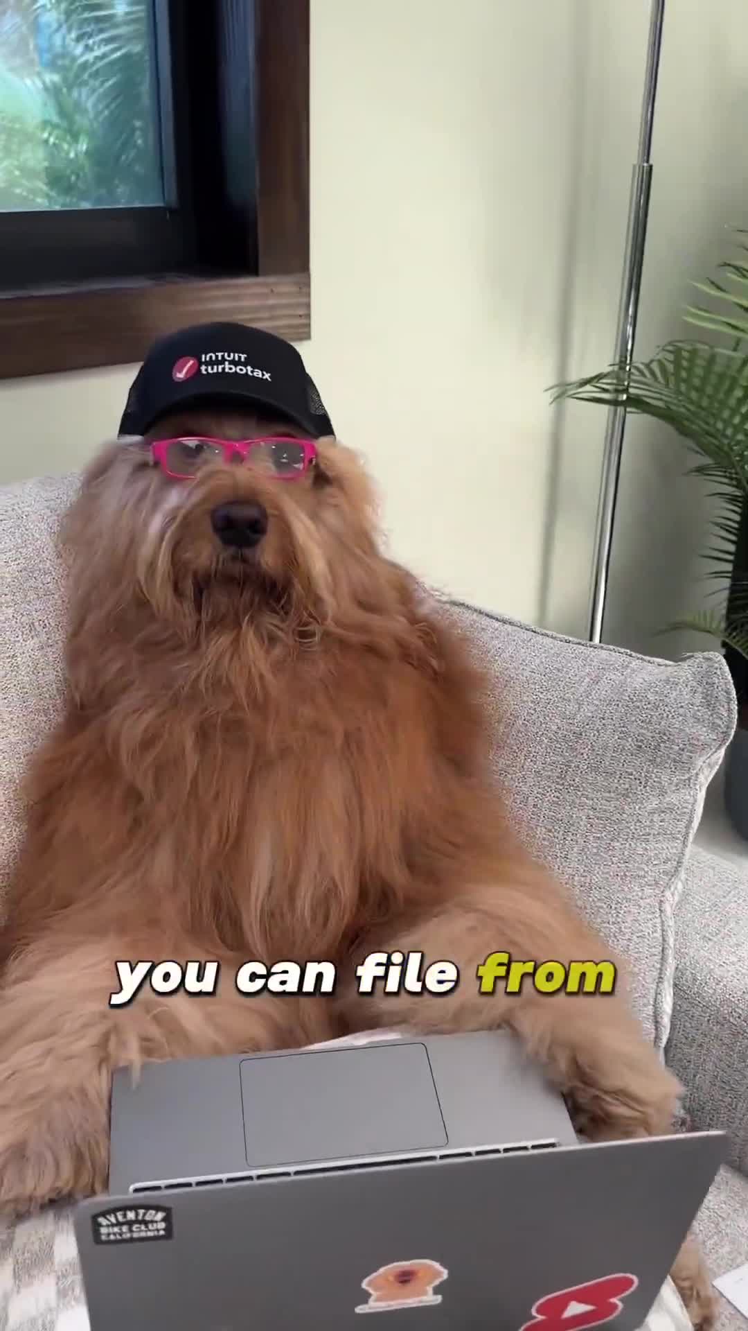 My dog did my taxes! @turbotax #TaxPalooza #TurboTaxPartner #goldendoodle