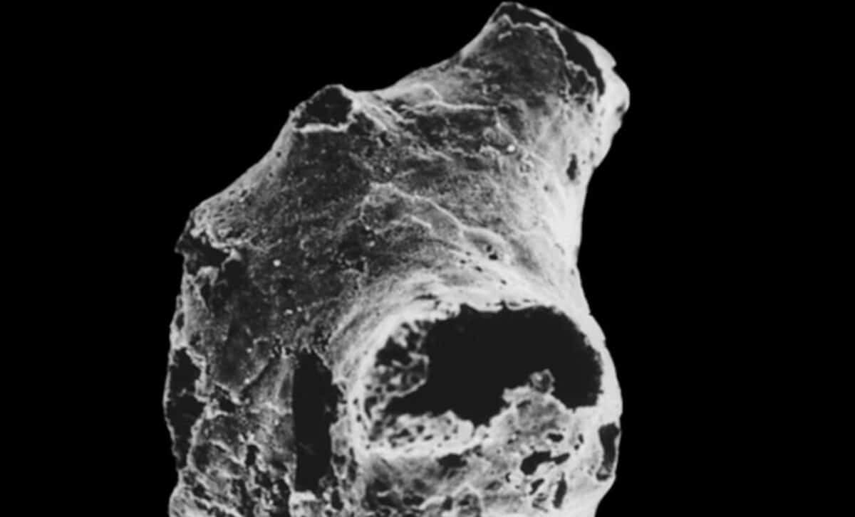 The World’s Oldest Animal Fossil Found: Meet the Tiny Creature That ...
