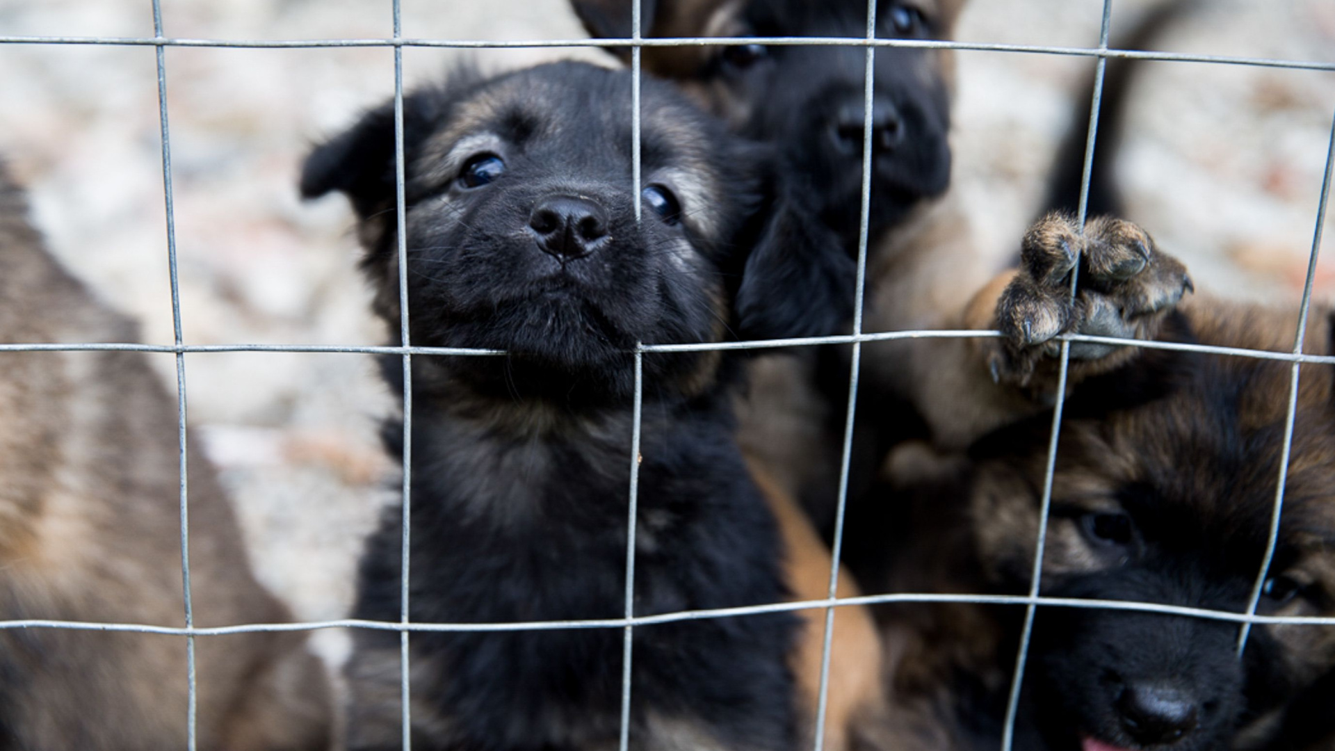 10 Disturbing Dog Breeding Practices That Still Persist Behind Closed Doors