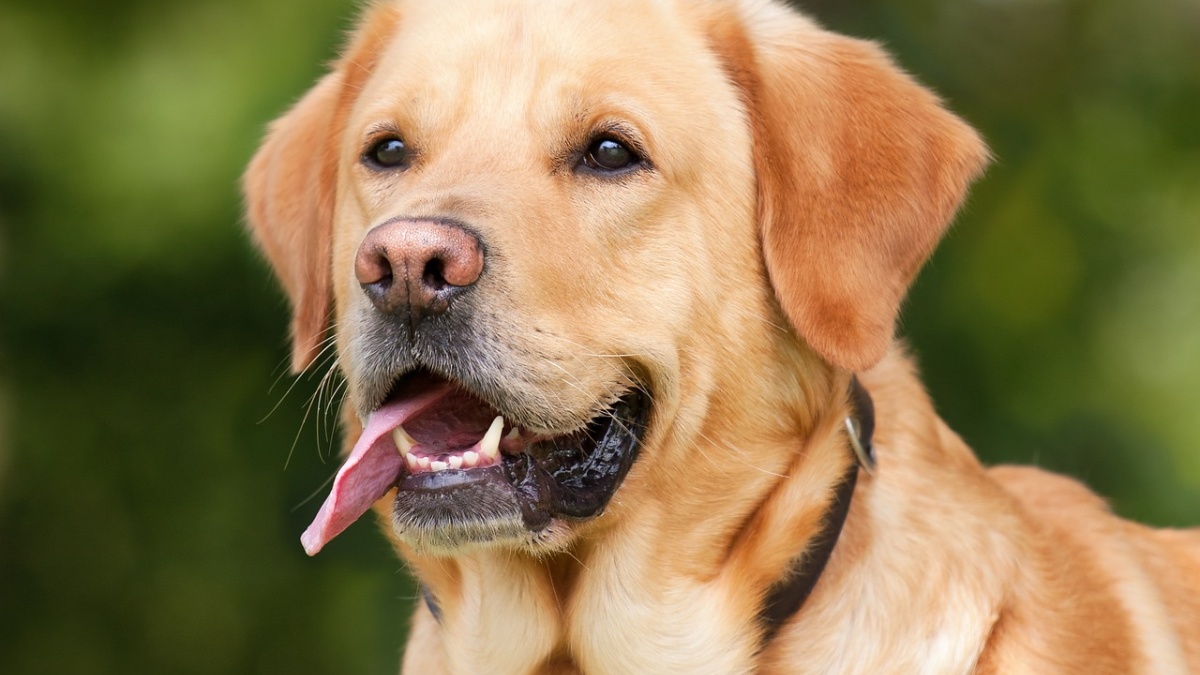 Experts reveal the 15 best-behaved dog breeds