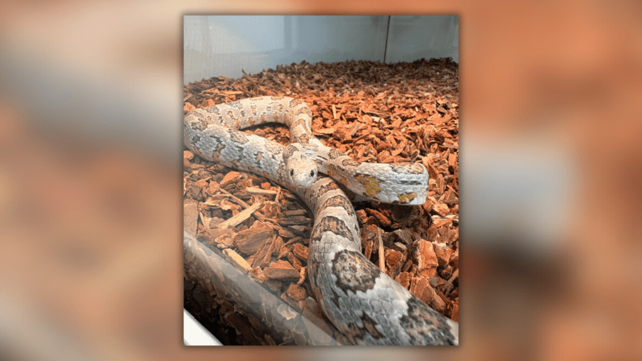 East Lyme Animal Control searches for owner of missing snake