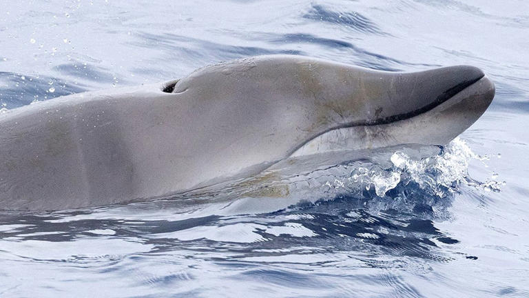 Scientists find rare tusked whale alive at sea for the first time — and ...