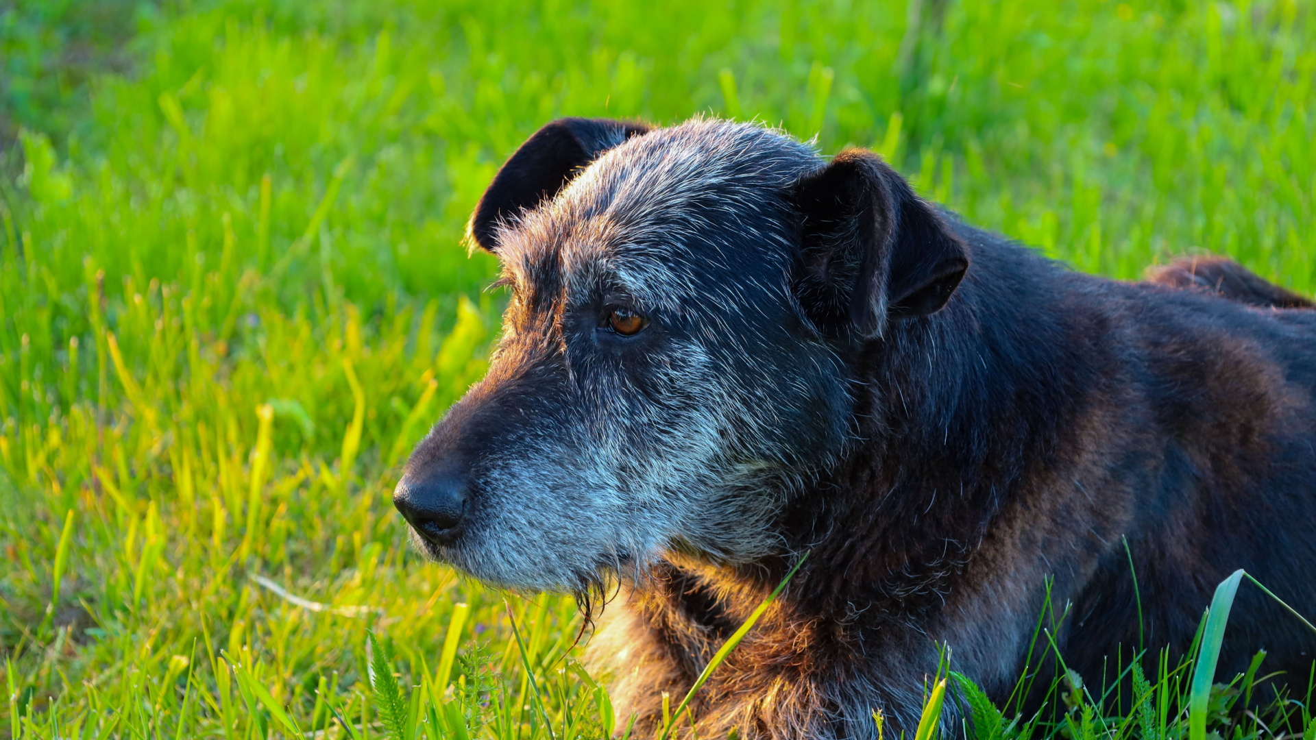 The Things You Should Never Do With A Senior Dog According To Vets