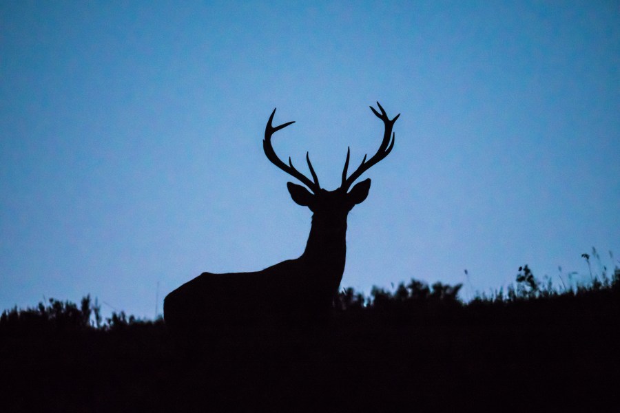 Buck firearm season opens Monday