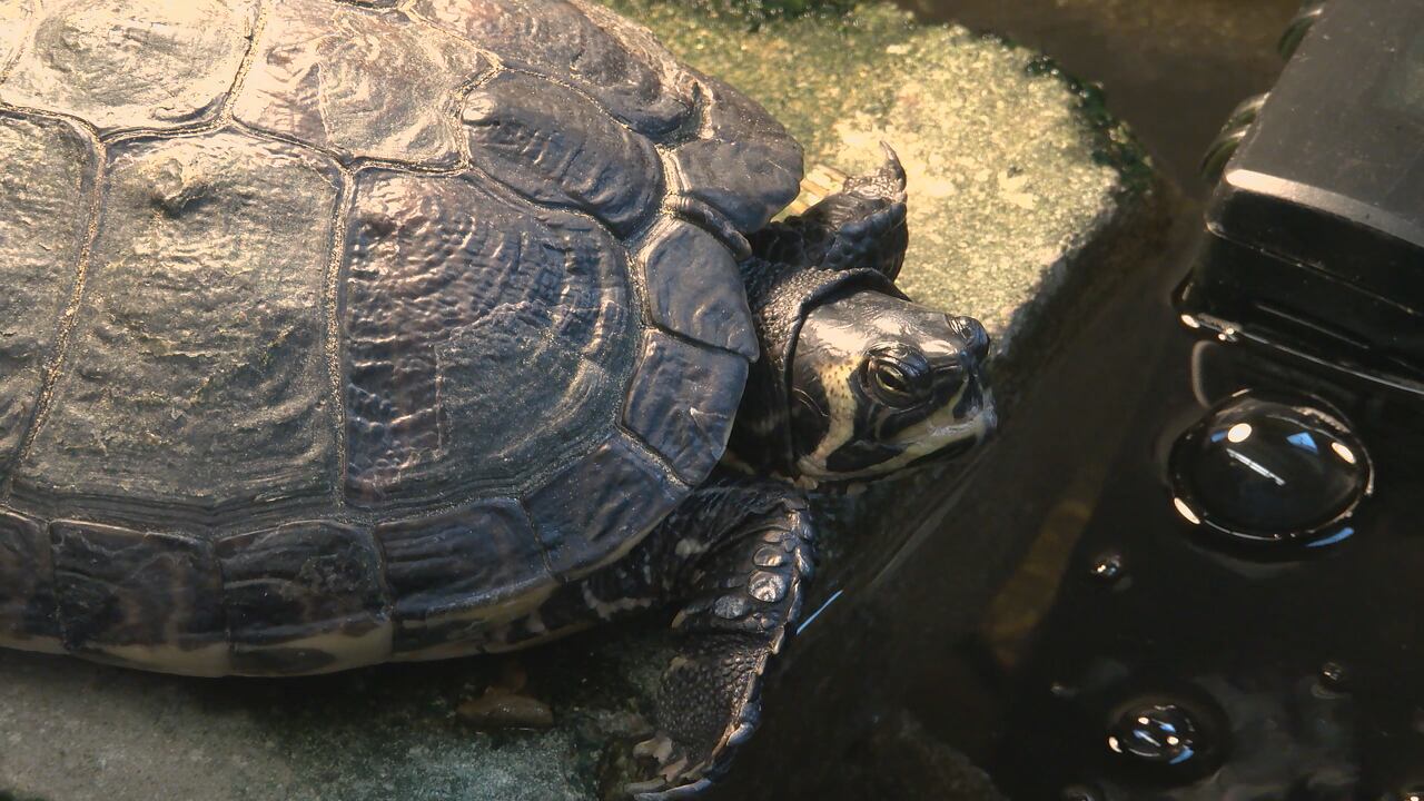 Arkansas State University receives $600,000 grant for reptile research