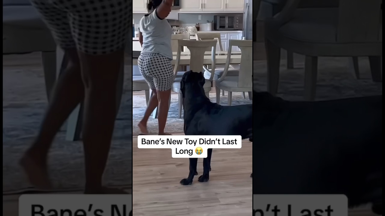 Dog battles viral crab toy like it’s the final boss