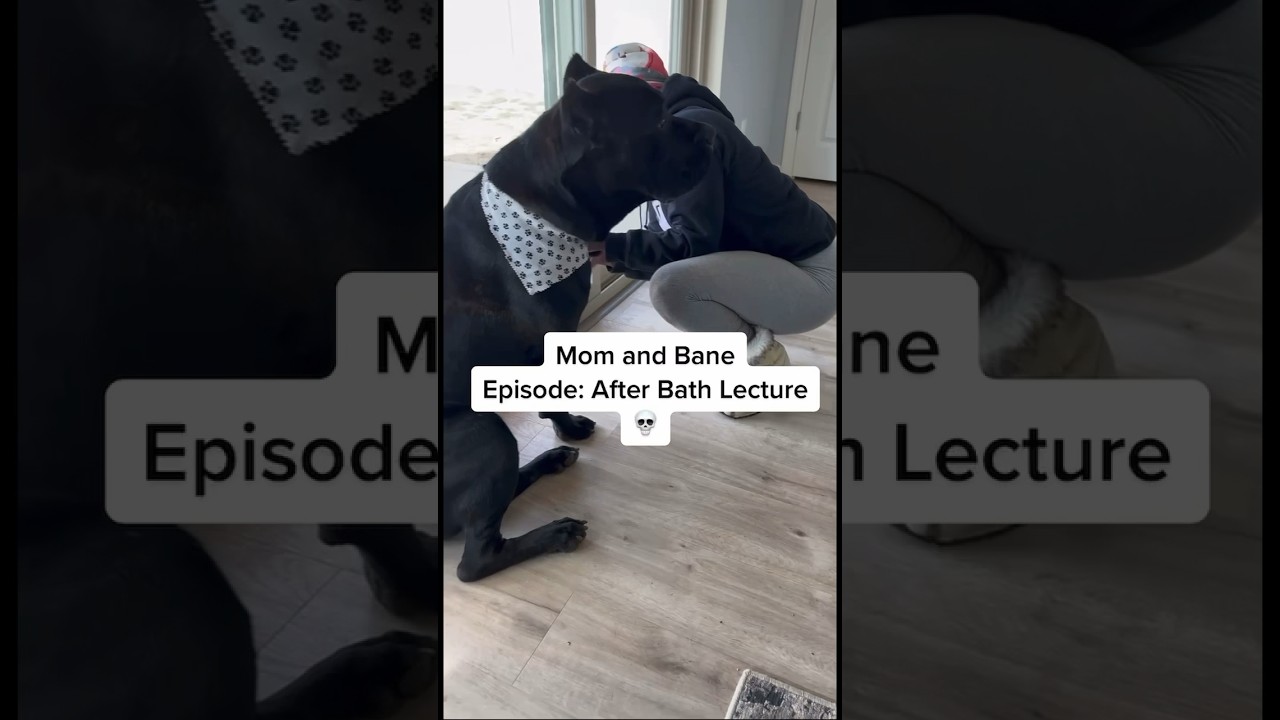 Dog gets a hilarious lecture after a messy bath