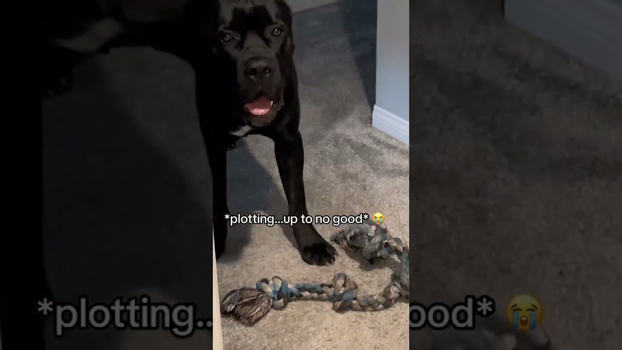 Dog attacks rope toy like it owes him money