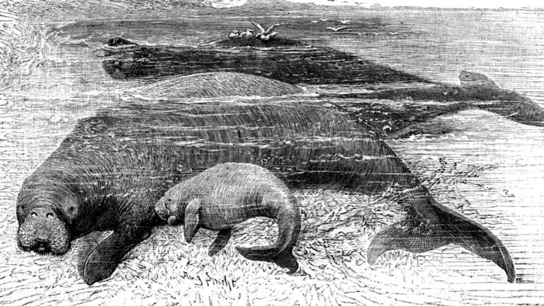 The Manatee's Historical Relative That Was Hunted To Extinction