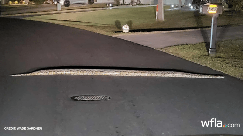 Man finds nearly 12 foot python in Florida neighborhood