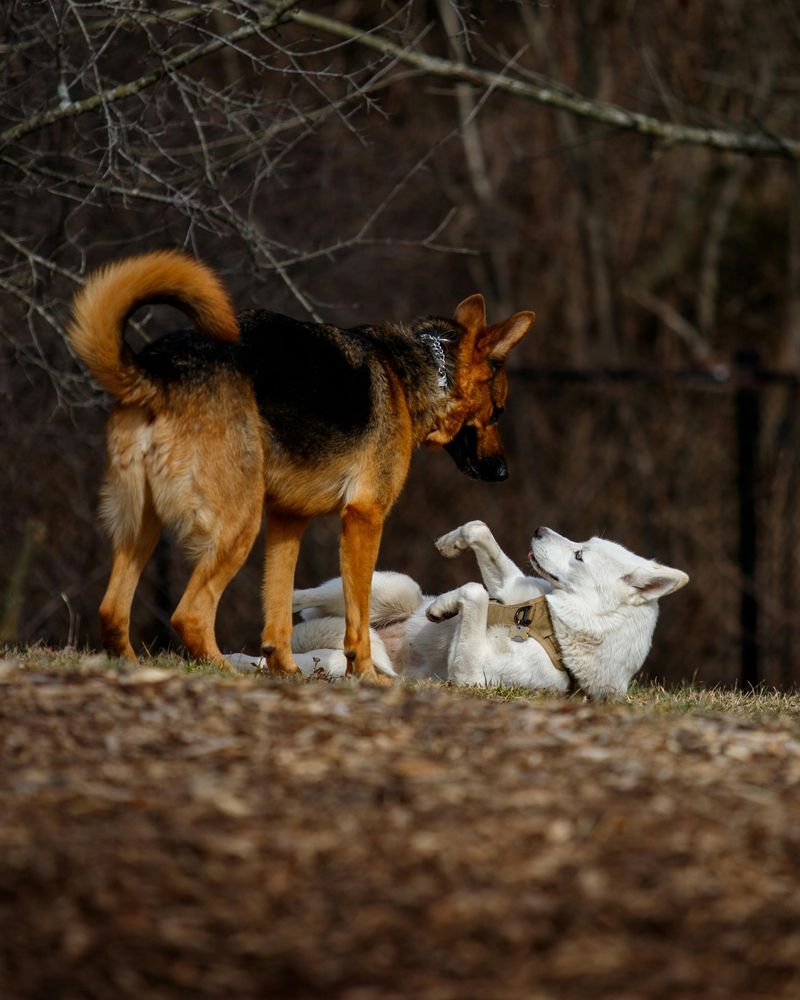 8 Habits That Make Dogs The Ones No One Wants To Play With At The Park