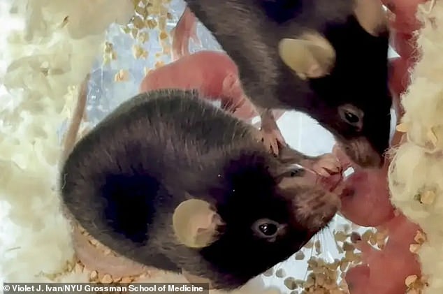 Call the mouse-wife! Rodent 'midwives' help pregnant friends give birth ...