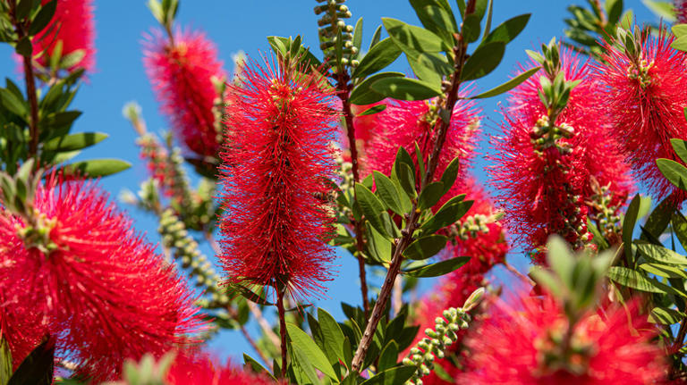 Spruce Up Your Garden With A Spiky Plant That Hummingbirds Love