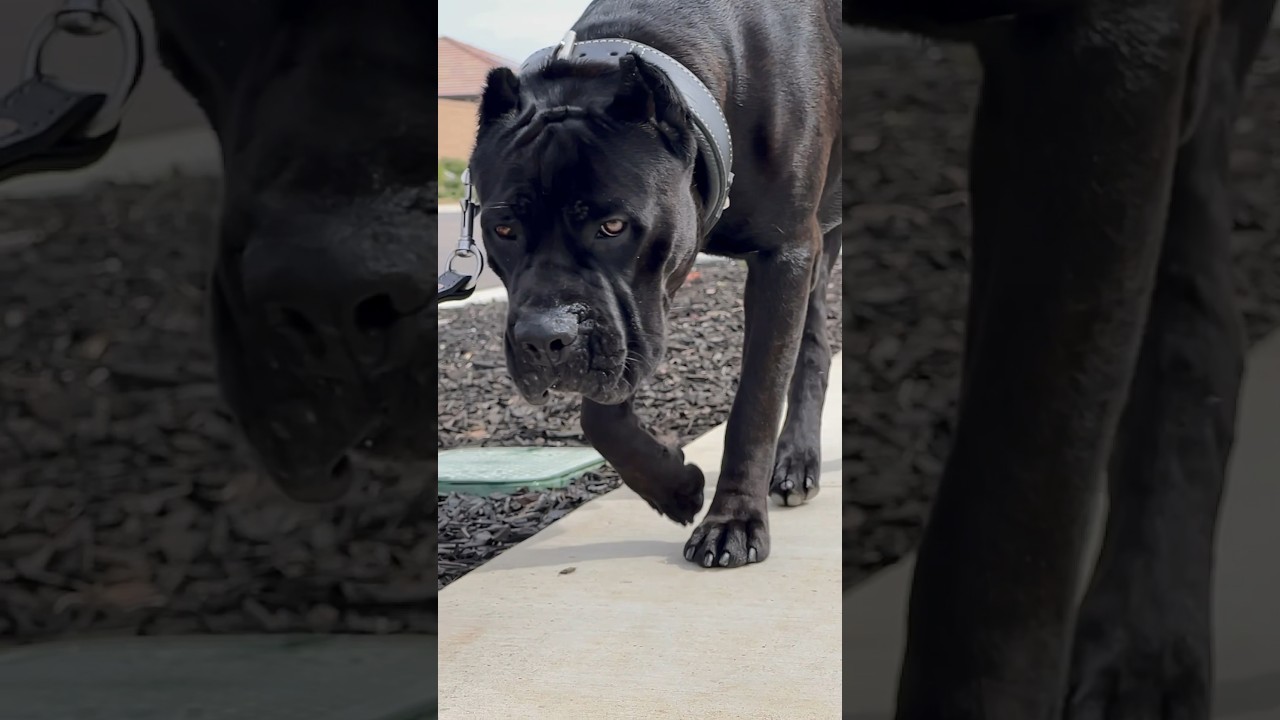 My dog is a big beautiful beast with personality