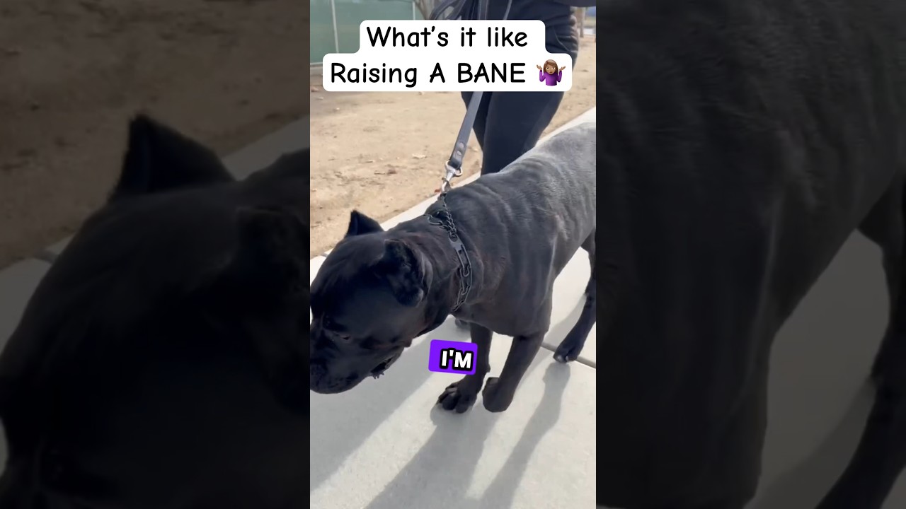 What it’s really like raising a massive dog
