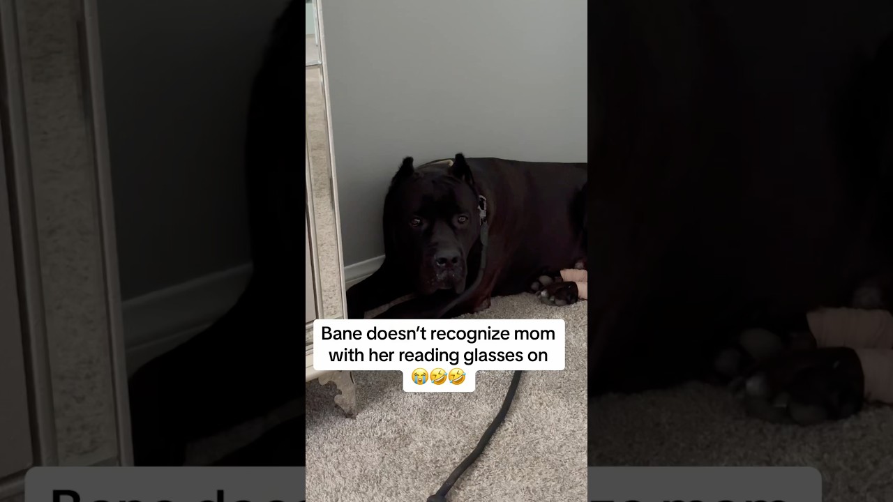 Hilarious dog fails to recognize mom with new glasses