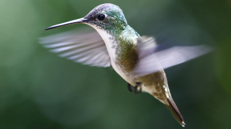 Spruce Up Your Garden With A Spiky Plant That Hummingbirds Love